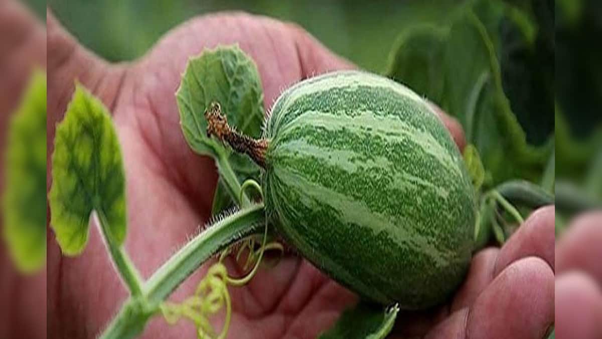 Potol Tola Meaning: পটল তোলা মানে মৃত্যু কেন? প্রবাদে মারা যাওয়ার ...