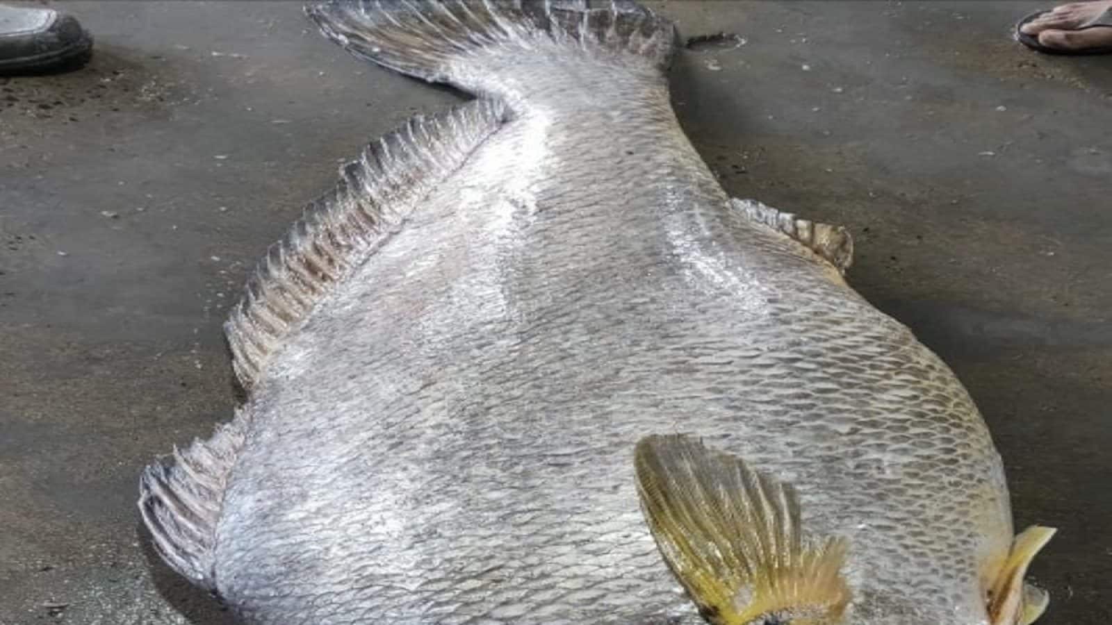 Viral News Single Giant Size fish caught at digha coast costs 13 lakh ...