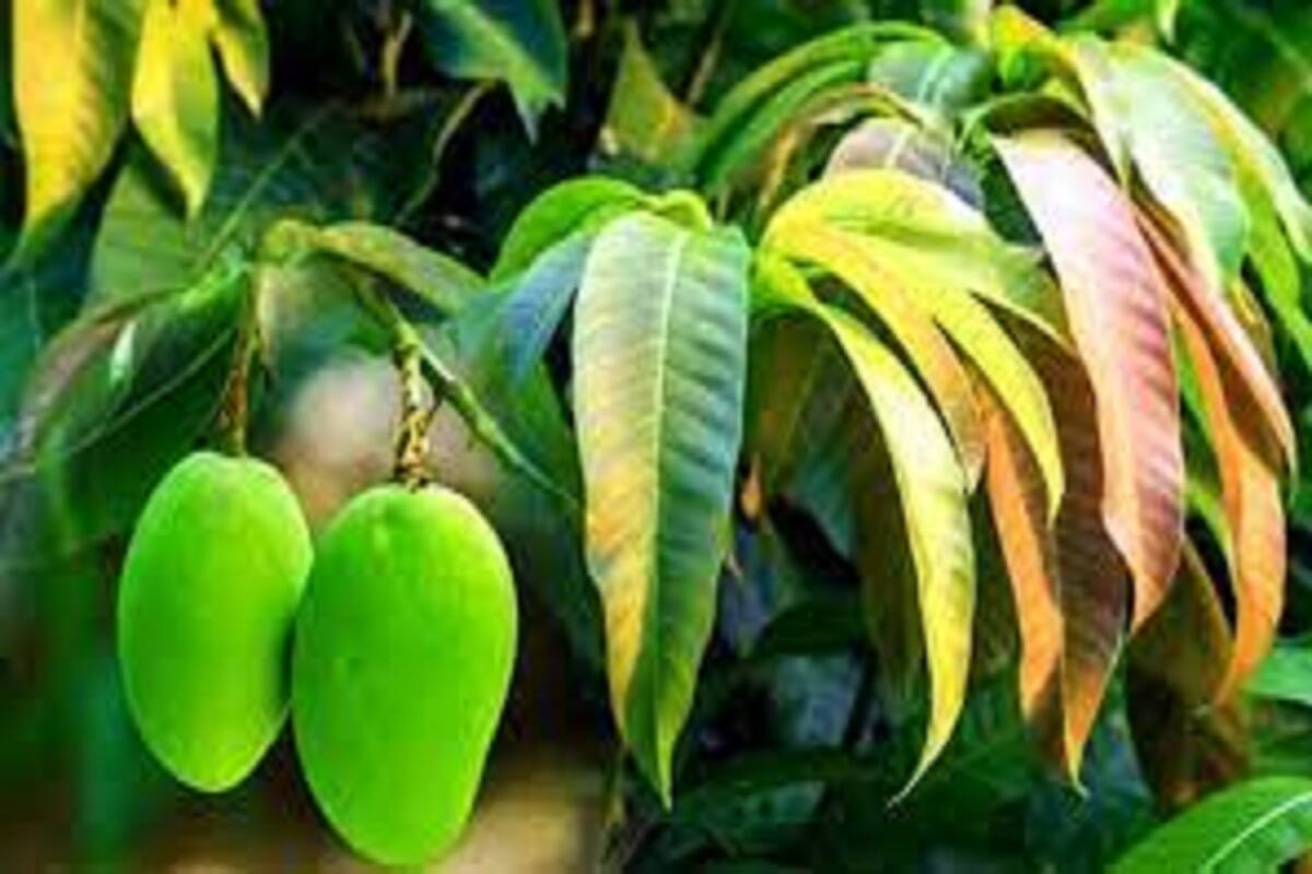 Health Tips Mango Leaves Diabetes Control Tips Amla And Honey For health-tips-mango-leaves-diabetes-control-tips-amla-and-honey-for