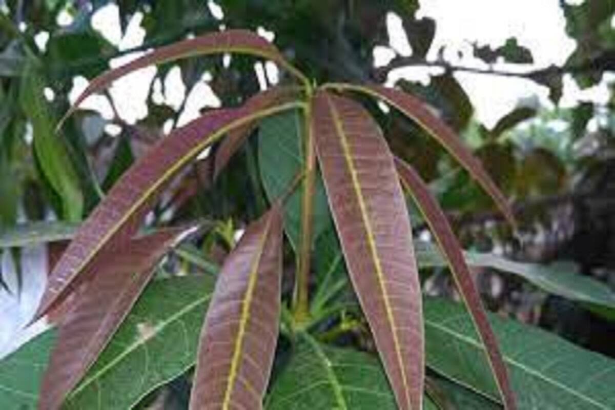 Health Tips Mango Leaves Diabetes Control Tips Amla And Honey For Health Tips Mango Leaves Diabetes Control Tips Amla And Honey For