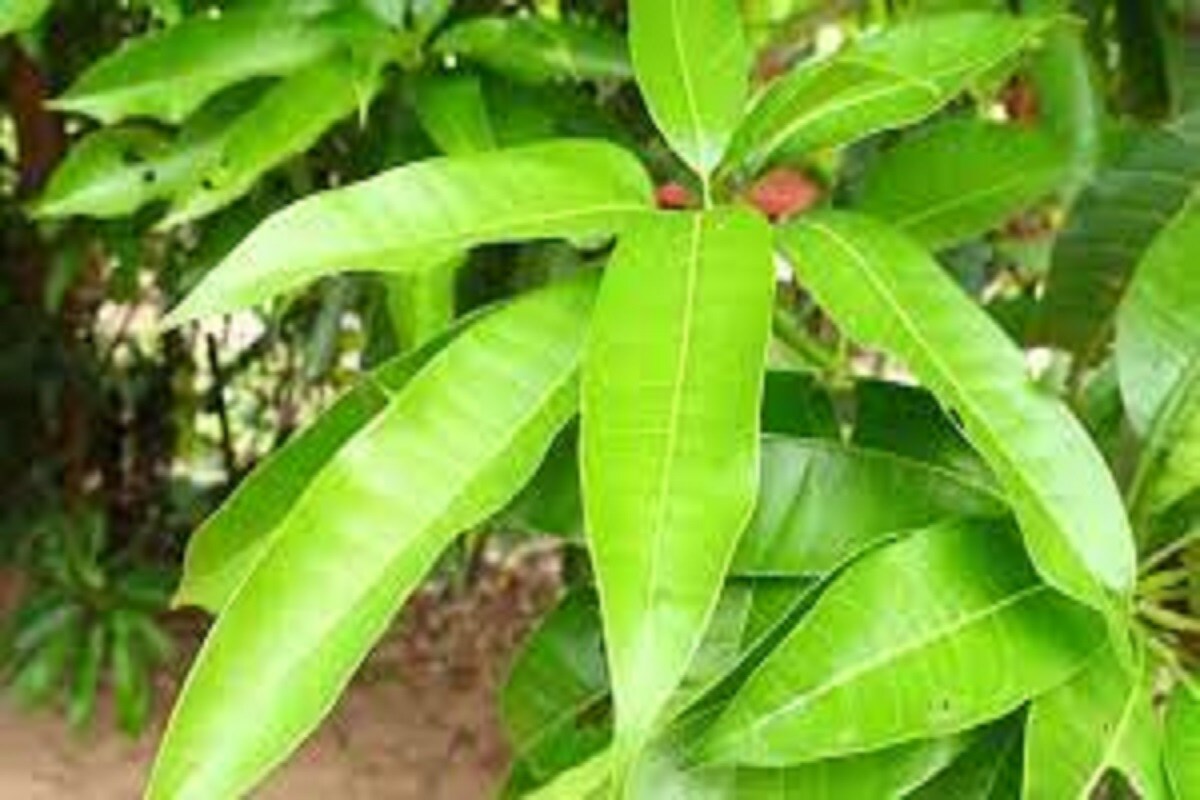 Health Tips Mango Leaves Diabetes Control Tips Amla And Honey For Health Tips Mango Leaves Diabetes Control Tips Amla And Honey For
