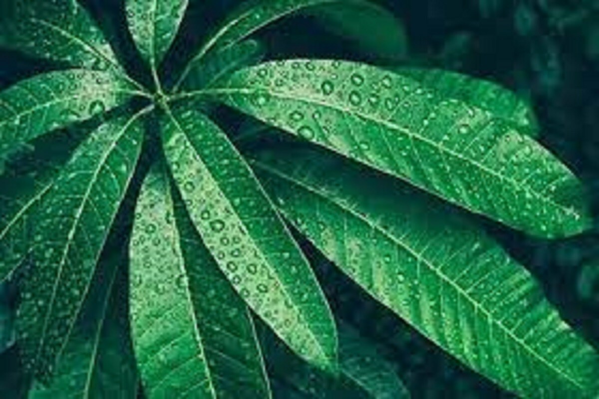 Health Tips Mango Leaves Diabetes Control Tips Amla And Honey For Health Tips Mango Leaves Diabetes Control Tips Amla And Honey For