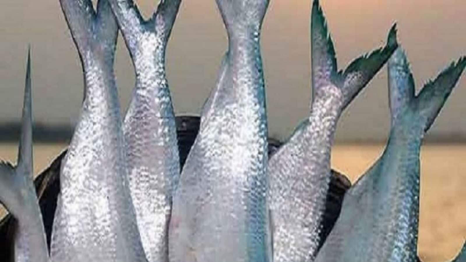 Hilsa Price| West Bengal News: Ilish fish price in Kolkata Market and ...