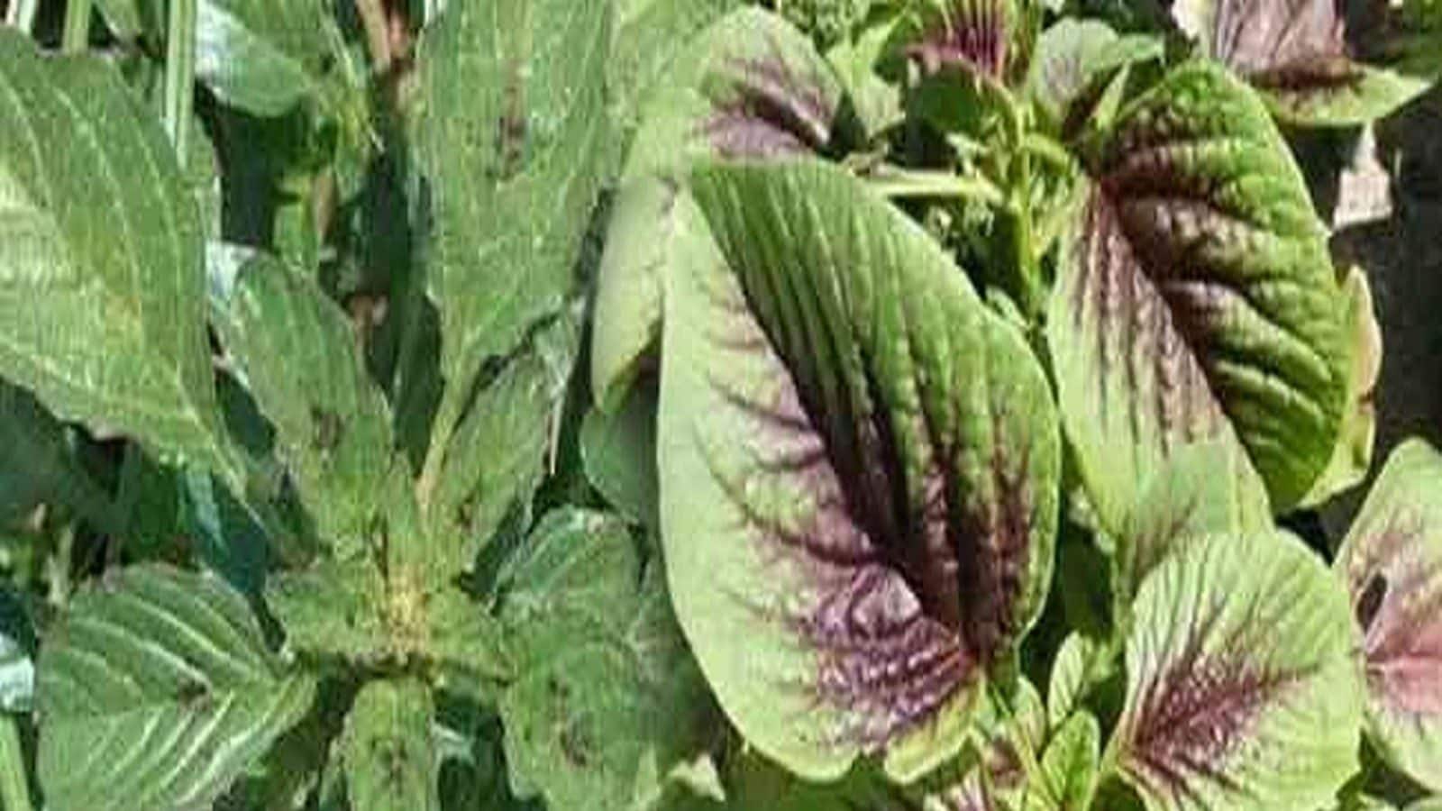 Benefits of Notey Shak Amaranth Leaves: ক্যান্সারের বিরুদ্ধে লড়ে ...