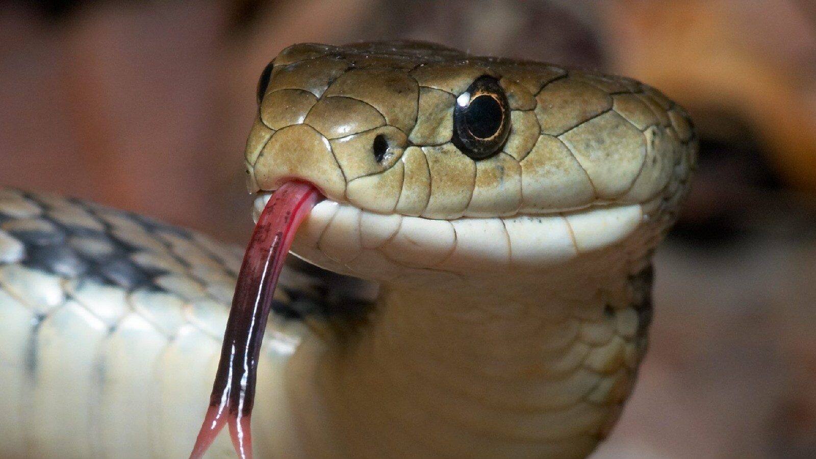 Country Without Snakes in this world, সাপ নেই বিশ্বের এই সব দেশে ...