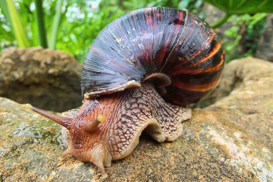 Deadly African Land Snails Found Giant Snails in Monsoon London: এত বড় ...