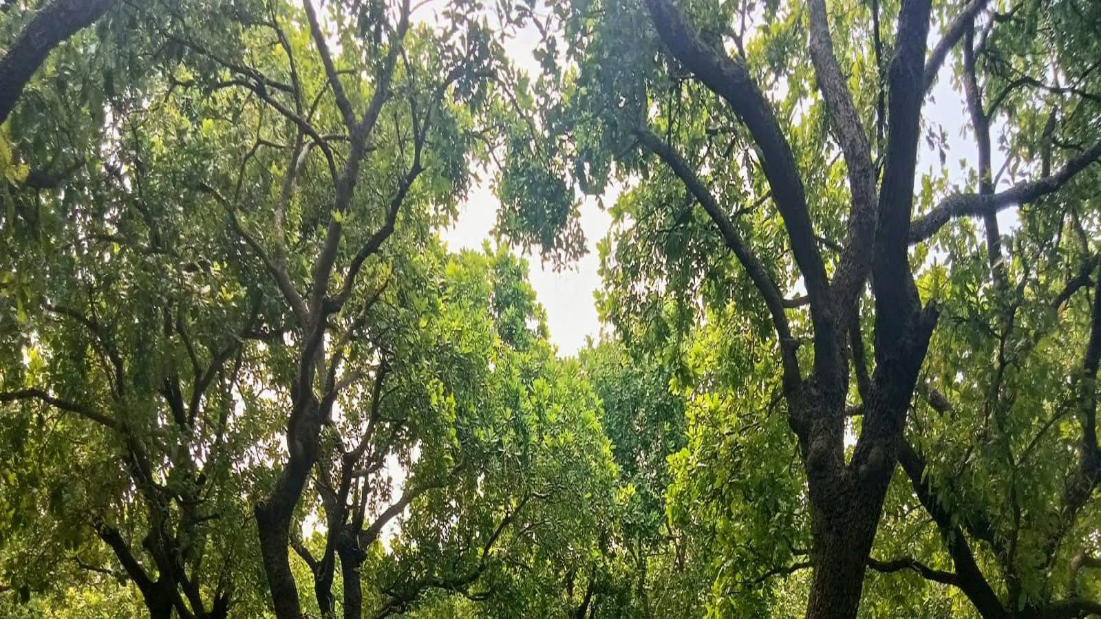 Malda Habibpur Hijol Forest popularity increasing day by day know the ...