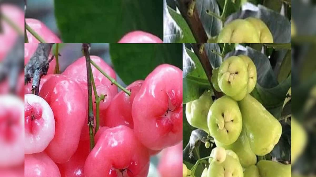 English Term for Jamrul : শুগার থেকে হাইপ্রেশারের মহৌষধ! অতি পরিচিত ...