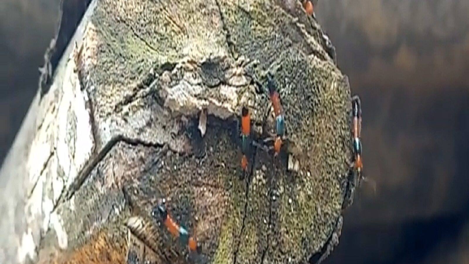 Nairobi Fly: অ্যাসিড পোকা কী? কী করবেন কামড়ালে? ভয় পাবেন না! জানুন ...