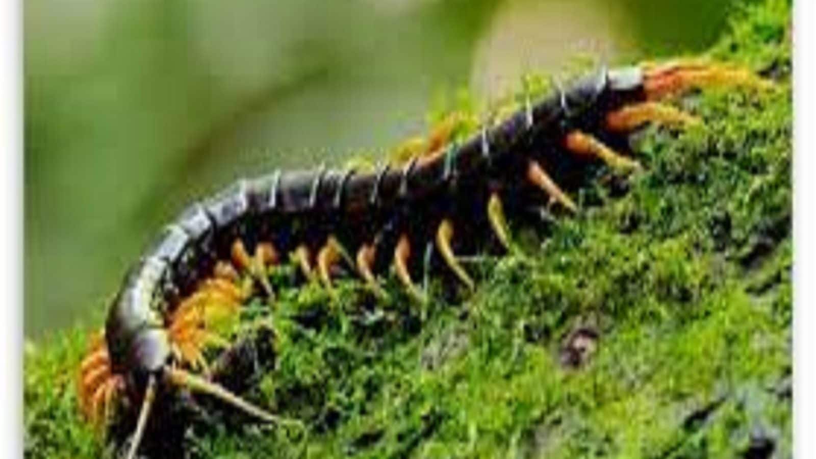 Kankhajura Vastu Tips, Vastu Tips, Vastu Tips For Kankhajura ...