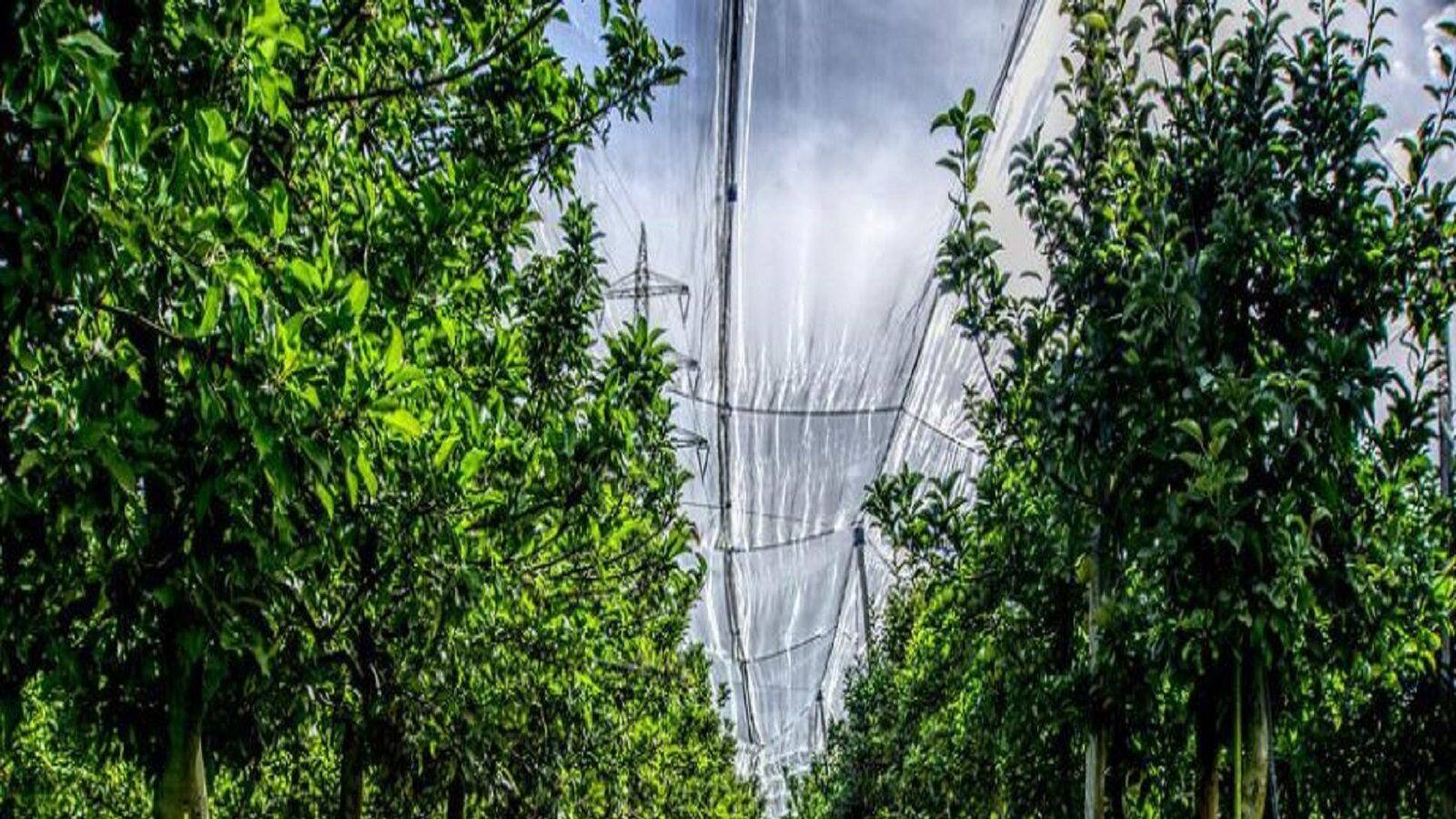 Earn Money: গাছ ভালবাসেন তাহলে বৃক্ষরোপণই হবে কামাল হবেন মালামাল, আপনিও ...