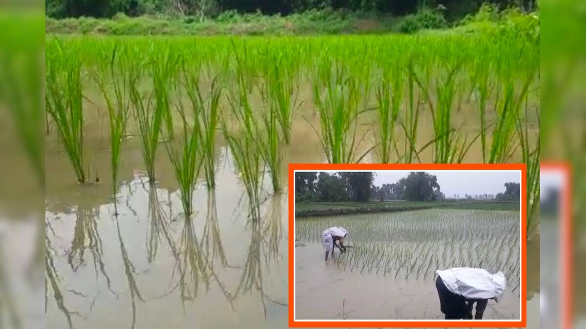 অপেক্ষার অবসান! মুর্শিদাবাদ জেলায় দেখা মিলল বৃষ্টির, স্বস্তির নিঃশ্বাস ...