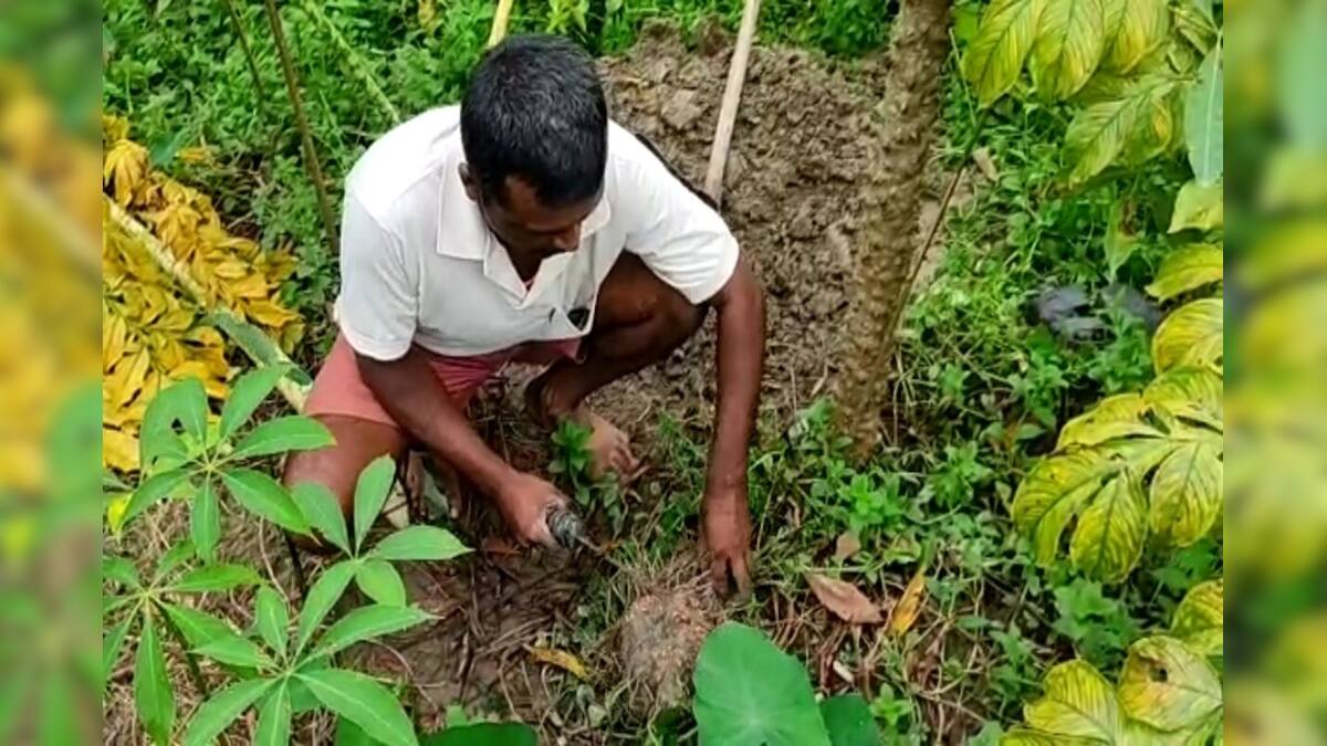 Cultivation of wol in Kalchini block to prevent elephant attacks ...