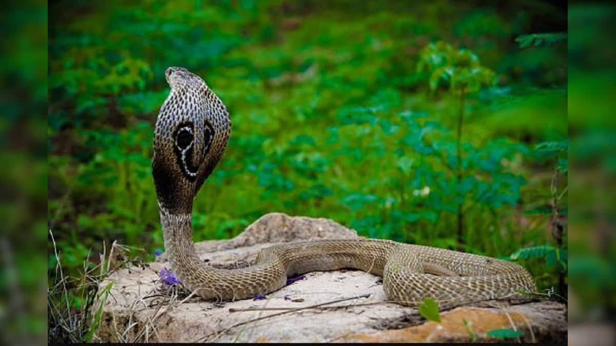 ভোরবেলা ইঁদুরের গর্তে হাত দিতেই কেলেঙ্কারি... নিমেষে যা ঘটল, হাড়হিম ...