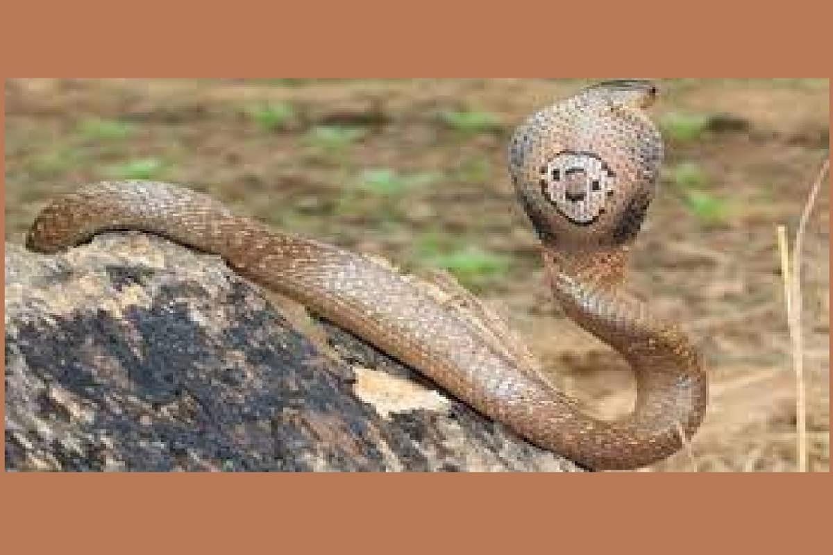 Snake : বৃষ্টি থেকে বাঁচতে গোখরো আশ্রয় নিয়েছিল বিছানার নিচে! তারপর ...