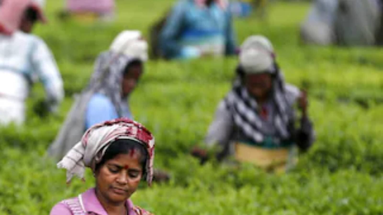 TMC focuses on tea belt vote bank to perform well in North ...