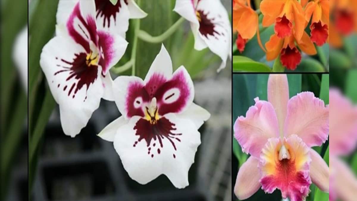 Siliguri news : ফিল্ম এবং অর্কিড গুরুত্ব পাচ্ছে ইন্টারন্যাশনাল ট্যুরিজম কনক্লেভে|Film and ...