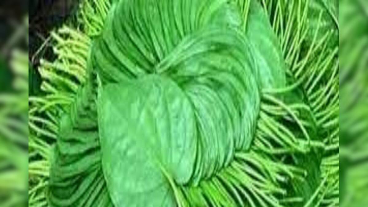 Mecheda: মিলছে না পর্যাপ্ত দাম, মেচেদায় আন্দোলনের পথে পান চাষিরা