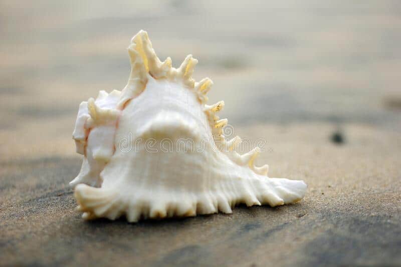 শাঁখ কেন তিনবারই বাজানো হয় জানেন? আসল কারণ জানলে চমকে যাবেন নিশ্চিত ...