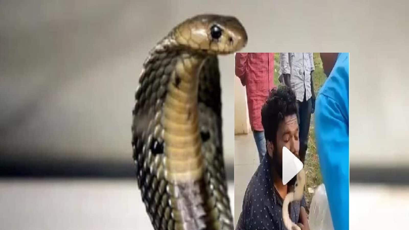 Viral Video, Snake Video Viral, Snake Bitten Video Viral, Viral Cobra ...