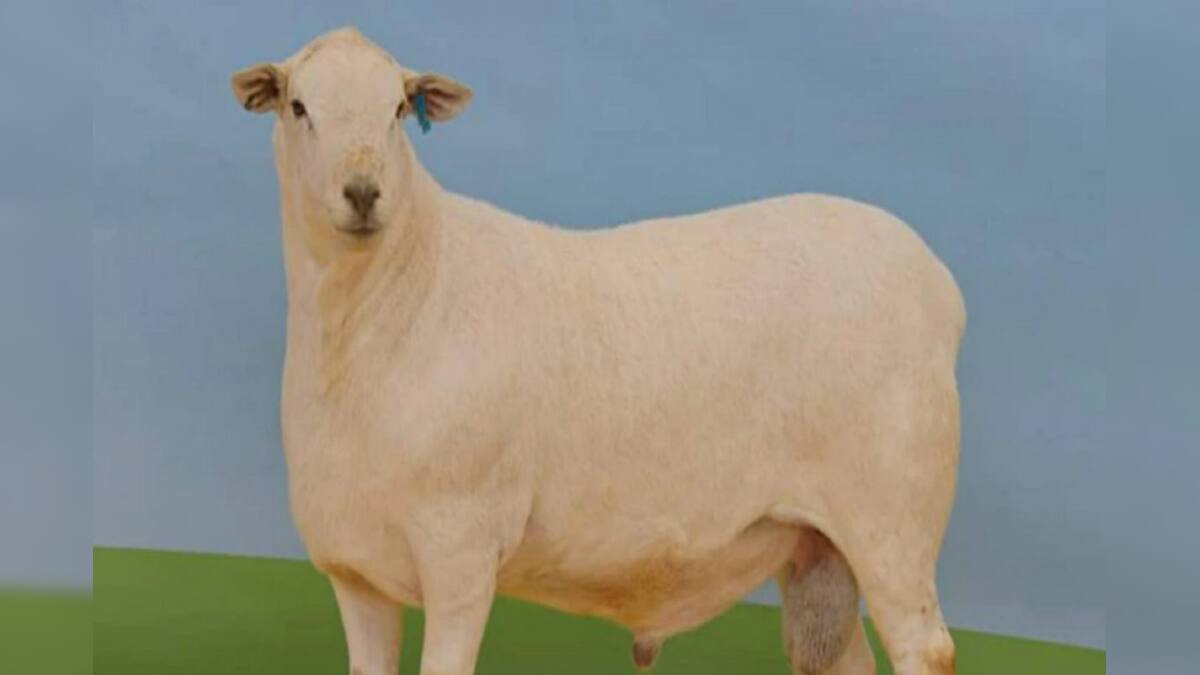 বিশ্বের সবচেয়ে দামি ভেড়া ! ২ কোটি টাকায় বিক্রি হল অস্ট্রেলিয়ায় ...