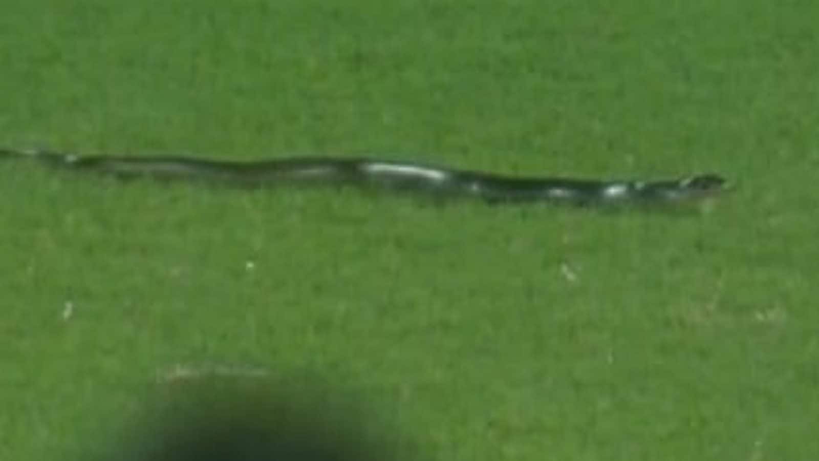 Snake inside Guwahati Stadium: গুয়াহাটিতে গণ্ডগোল ! কুকুর-বিড়াল নয় ...