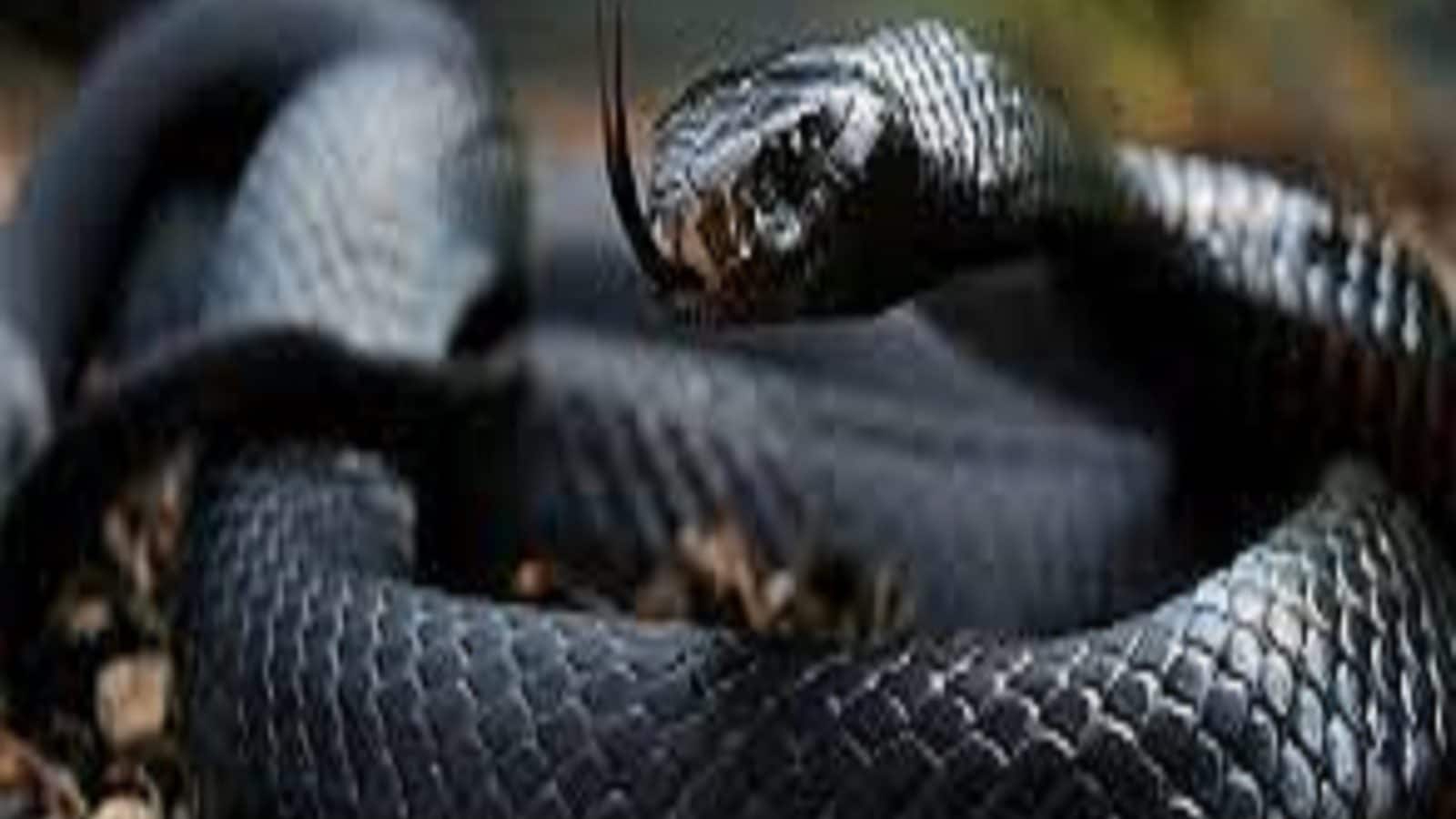 Black Mamba, Super Speed Snake, Poisonous Snake, Snake Dangerous Snake ...