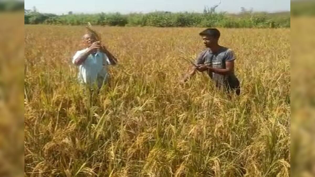 বাদামি শোষকের হানা, দ্রুত ধান কাটার পরামর্শ কৃষি দফতরের| pests attack ...