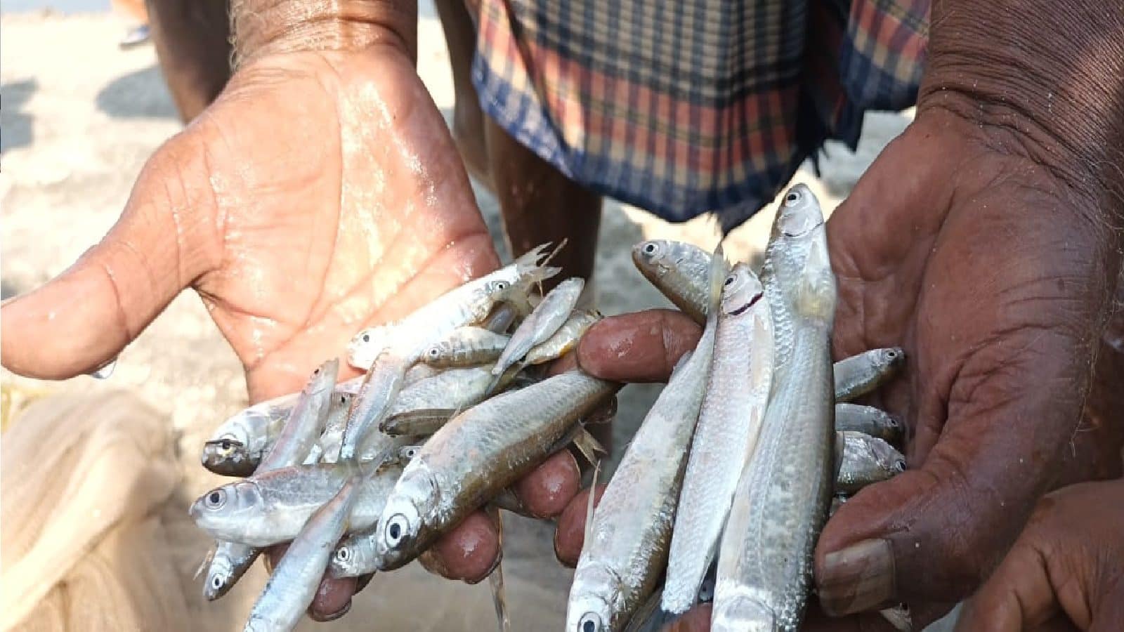 There is no water in Teesta Boroli fishes are running out আর পাওয়া ...