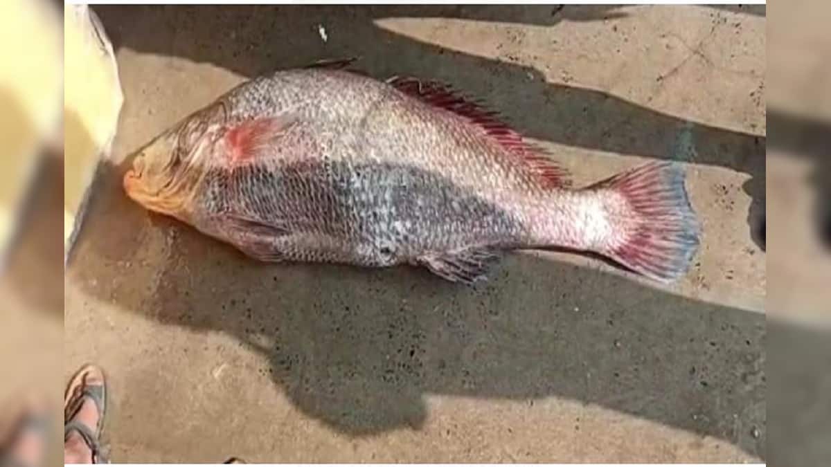 huge Telia Bhola fish caught in Digha price goes up to 3 lakhs ...