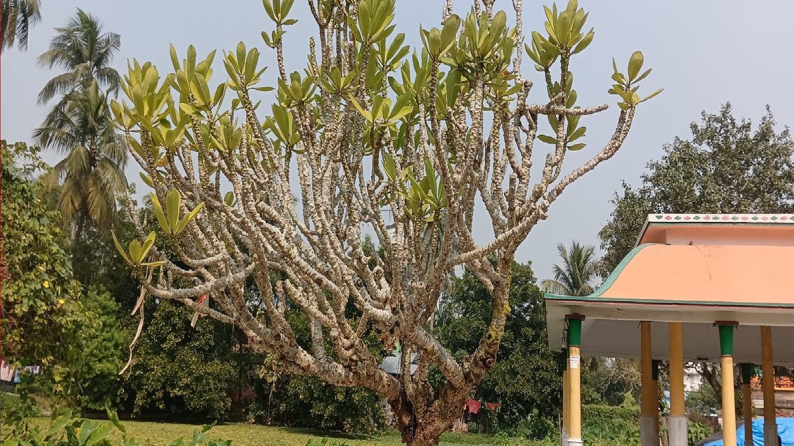 Amazing facts this Mansa tree has remained the same shape for hundreds ...