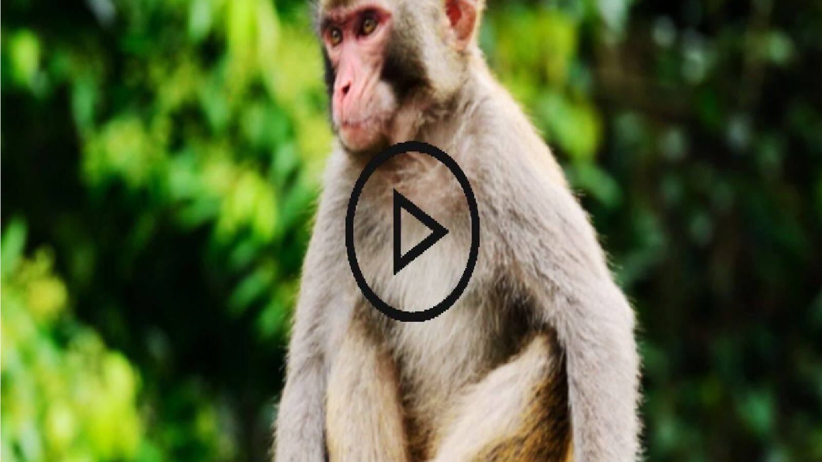 Bangla News, Monkey Death, Monkey died after electrocution at cooch ...