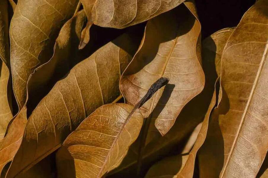 dead leaves have wonderful benefits for your garden গাছের টবে বা বাগানে ...