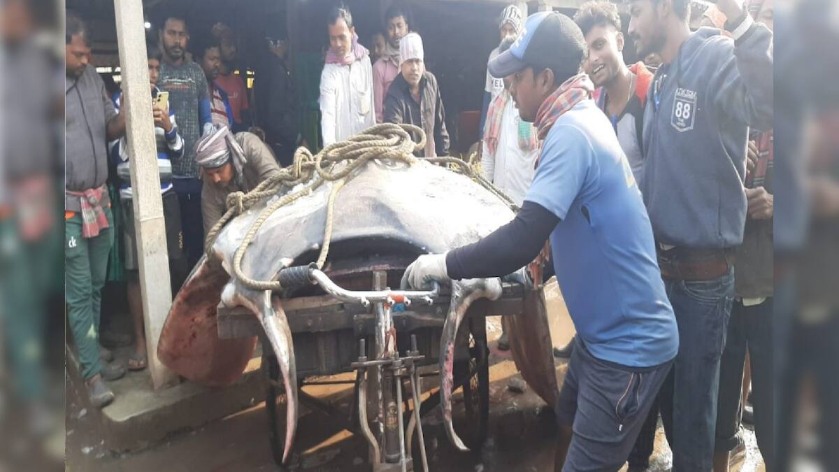 ৫০০ কেজি ওজন! দিঘা মোহনায় দানব মাছ দেখে পর্যটকদের চক্ষু চড়কগাছ ...