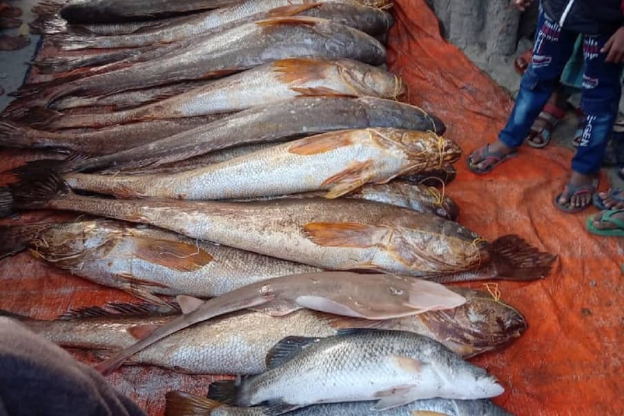 Costly Bhola fish cought at west bengal, এক রাতের 'শিকারেই' সুখের দিন ৪ ...