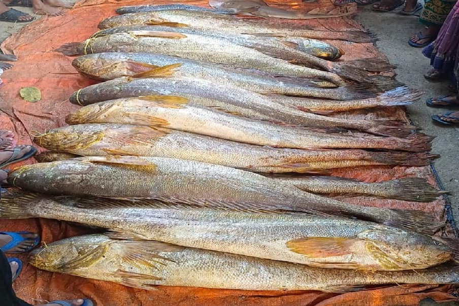 Costly Bhola fish cought at west bengal, এক রাতের 'শিকারেই' সুখের দিন ৪ ...