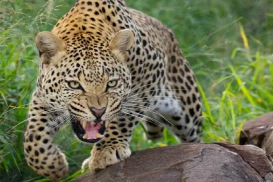 West bengal Forest minister says will starting soon to count leopard ...