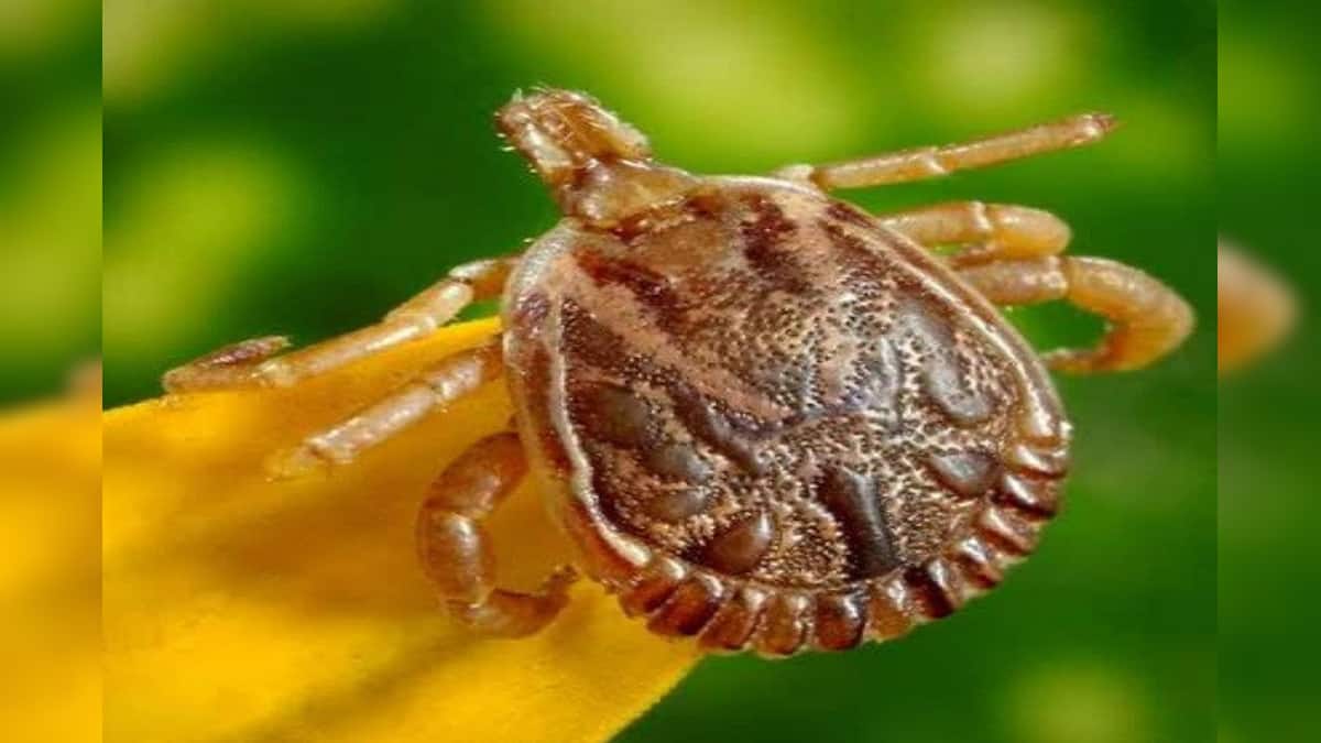 Jalpaiguri News: ডেঙ্গিতে নাজেহাল, তারই মধ্যে নতুন বিপদ হাজির বাংলায় ...