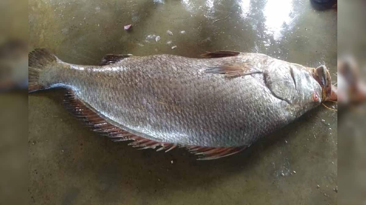 Big Fish: এক মাছেই ভাগ্য বদলে গেল মৎস্যজীবীর! কী সেই মাছ ধরা পড়ল ...