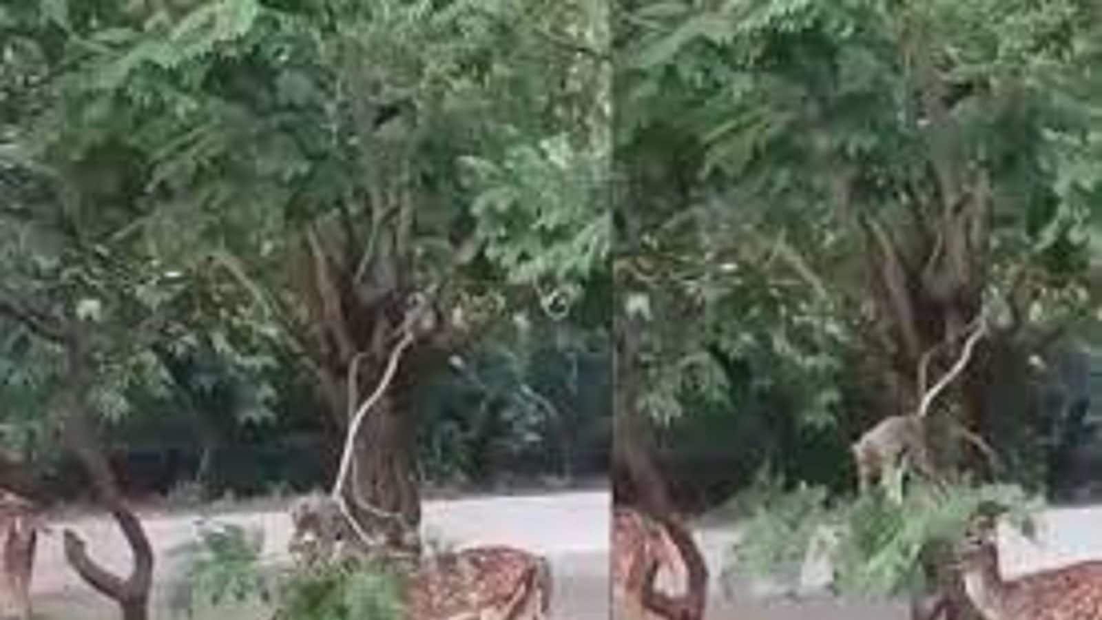 দুটি হরিণকে বাঁদরের গাছের পাতা খাওয়ানোর ভিডিও ভাইরাল | লেটেস্ট ...