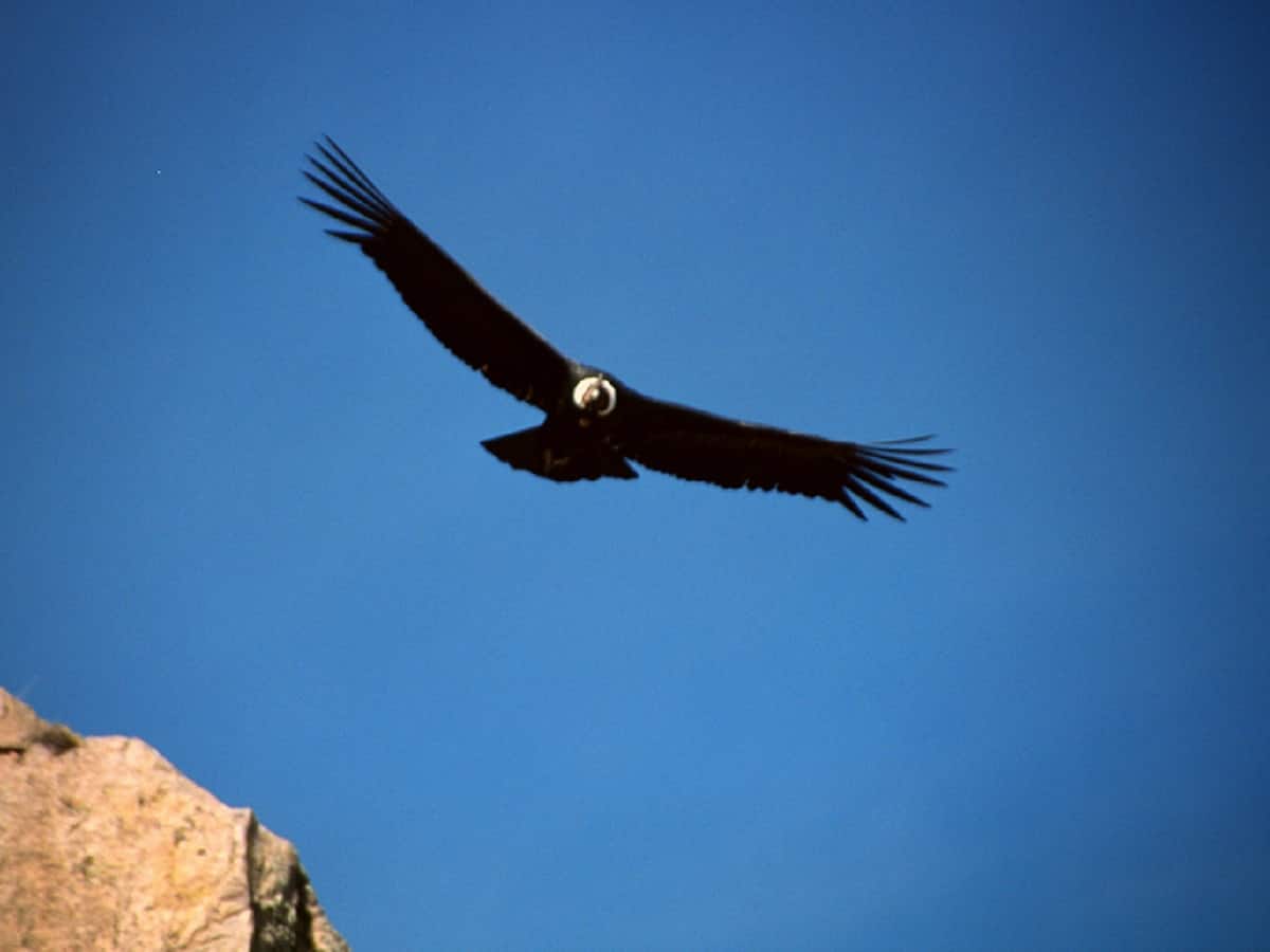 পৃথিবীর সব থেকে বড় পাখি - now its the largest bird on earth who called ...