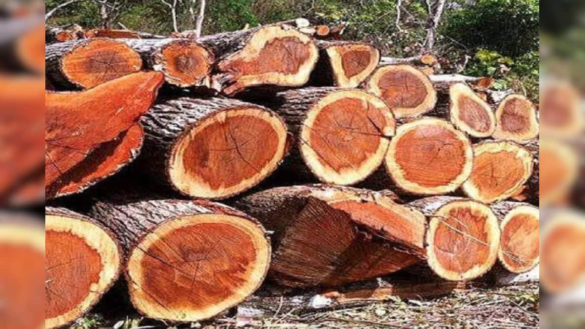West Bengal Forest Department: বীরাপ্পানের লাল চন্দনের রাজত্ব এবার ...