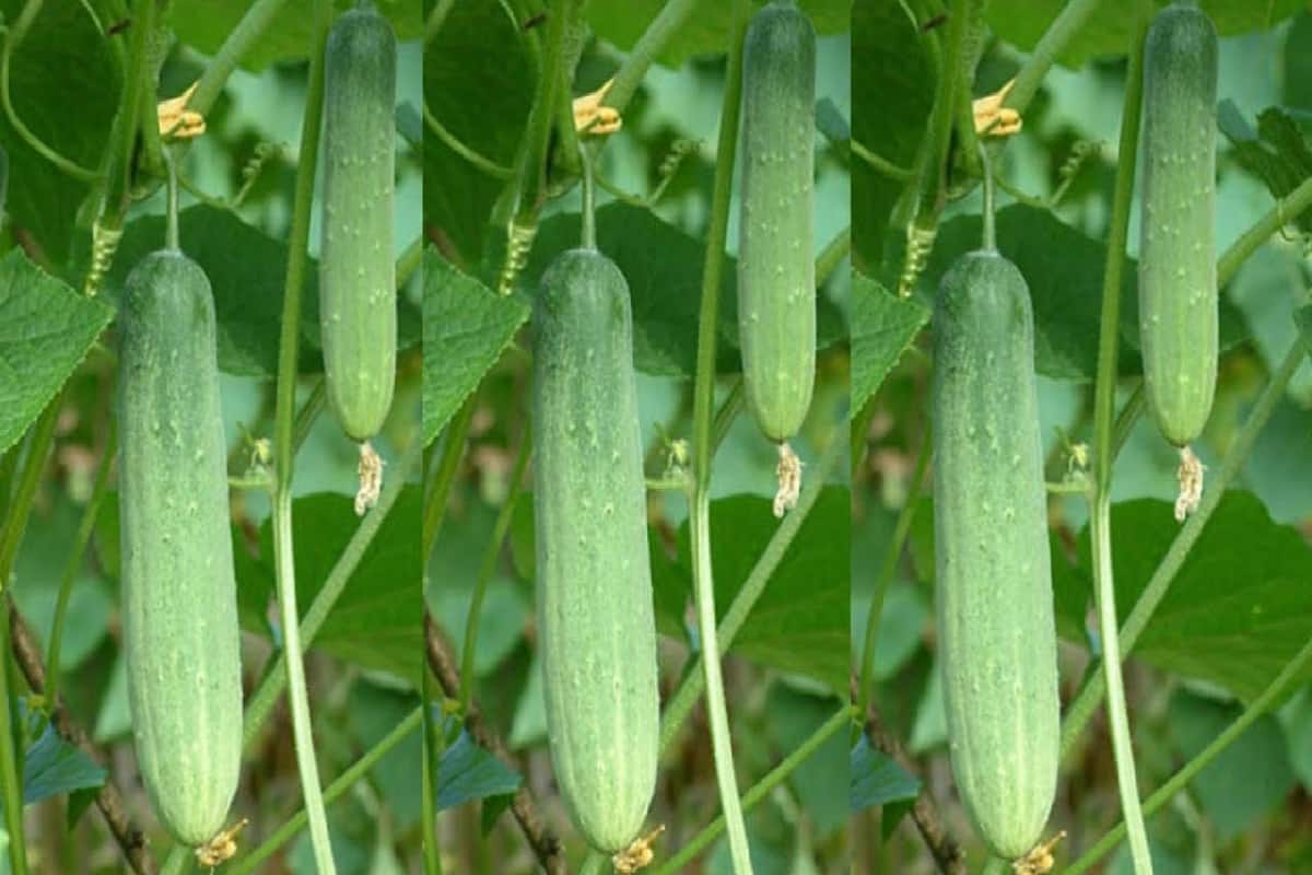 Cucumber Interesting Fact: শসা একটি ফল নাকি সবজি? ৯৯ % মানুষই দিয়েছেন ...