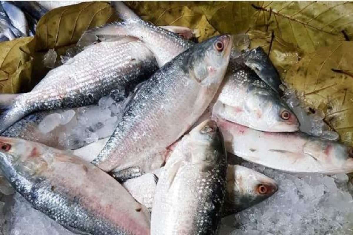 Big Hilsa Fish: জালে উঠল ৩ কেজির বিরাট ইলিশ! দাম উঠল কত? শুনলেই চক্ষুছানাবড়া Bangladesh News 3 ...