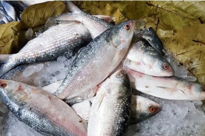 Big Hilsa Fish: জালে উঠল ৩ কেজির বিরাট ইলিশ! দাম উঠল কত? শুনলেই ...