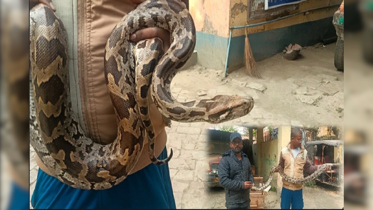 পাঁচফুটের পাইথন জড়িয়ে আছে গলা কিছুক্ষণে যা ঘটল চোখ কপালে উঠল মালদাবাসীর News18 বাংলা