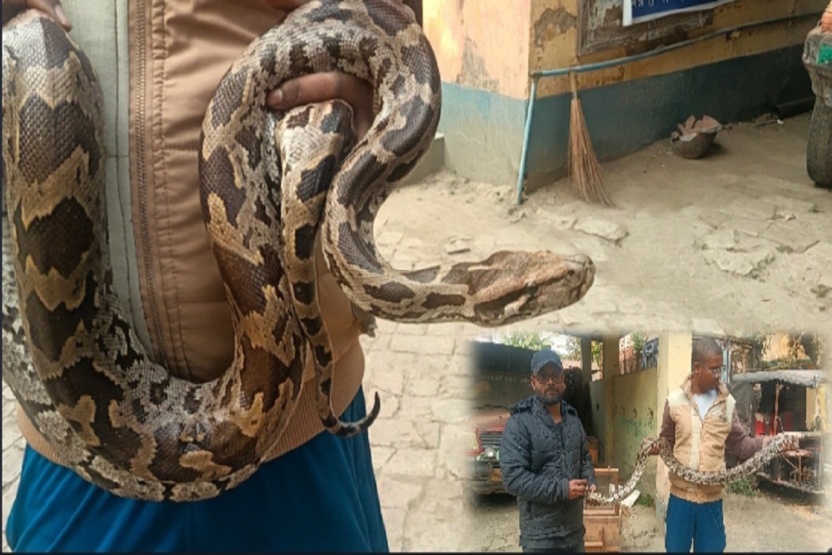 পাঁচফুটের পাইথন জড়িয়ে আছে গলা কিছুক্ষণে যা ঘটল চোখ কপালে উঠল মালদাবাসীর News18 বাংলা