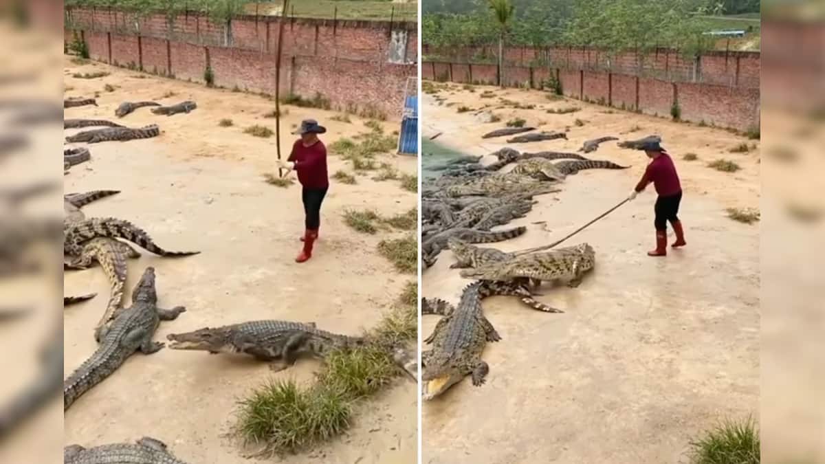 man surrounded by hungry crocodiles video goes viral sum চারিদিকে ক্ষুধার্ত কুমির, মাঝে একা যুবক ...