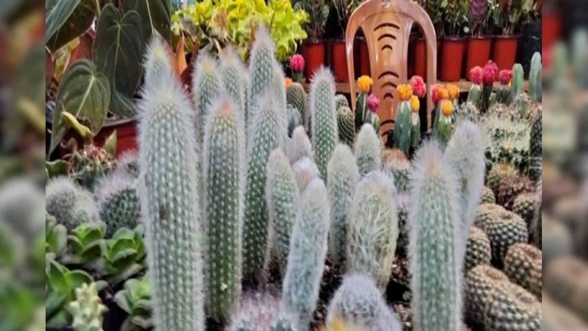 Siliguri News: বিভিন্ন প্রজাতির ক্যাকটাস চাষ করে বিপুল আয়ের পথ ...