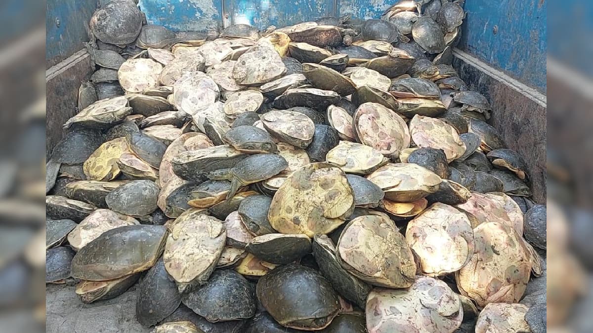 Burdwan News: কচ্ছপের মাংসে যৌনবর্ধক শক্তি! গুজবের জেরে দেদার পাচারের ...